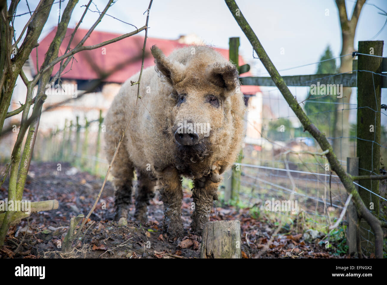 Pig swill hi-res stock photography and images - Alamy