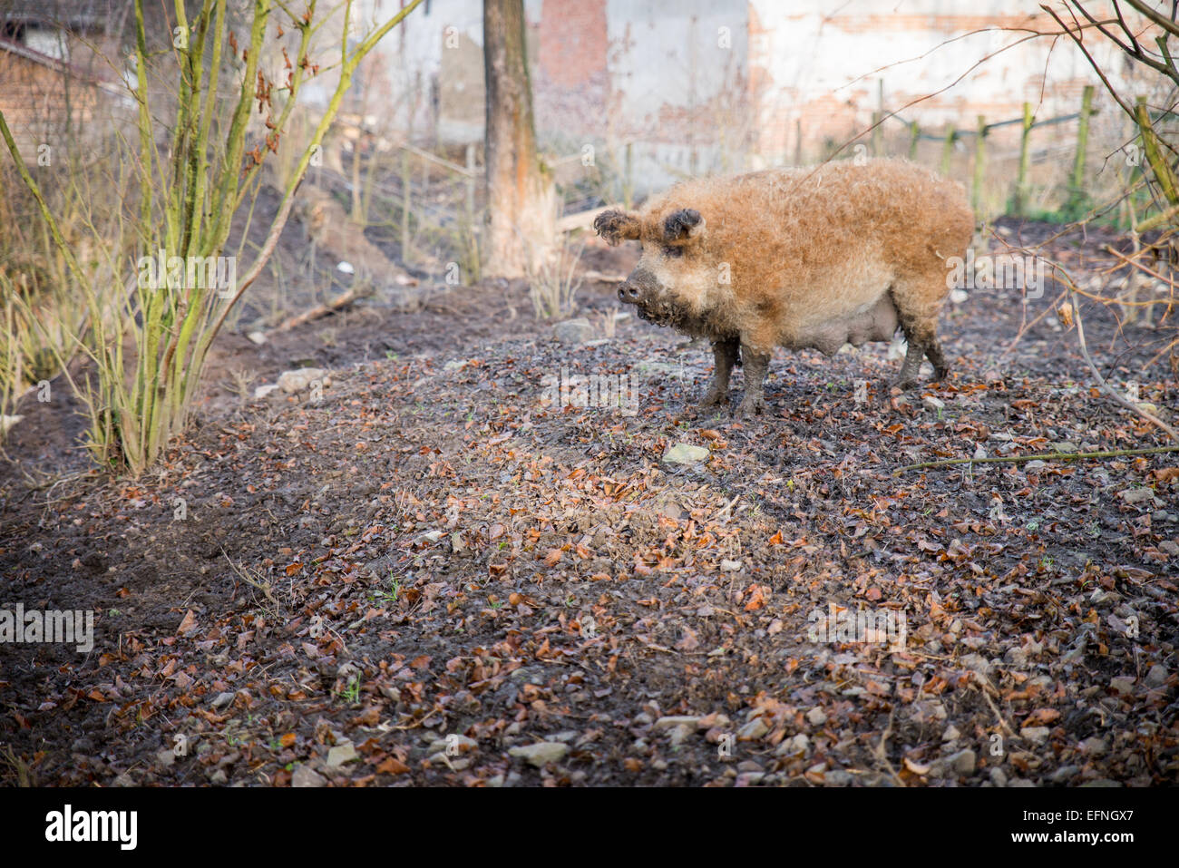 Pig swill hi-res stock photography and images - Alamy