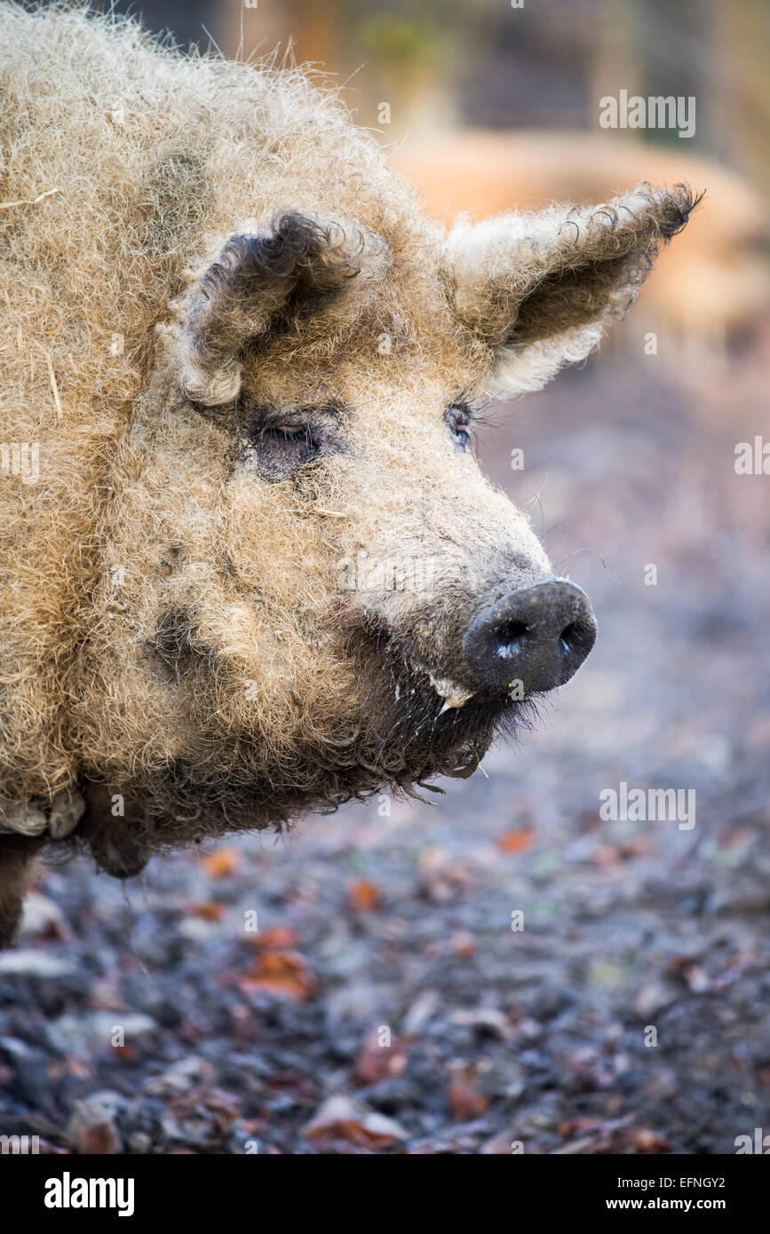 Mangalitsa pig, domestic pig, Hungary Stock Photo - Alamy