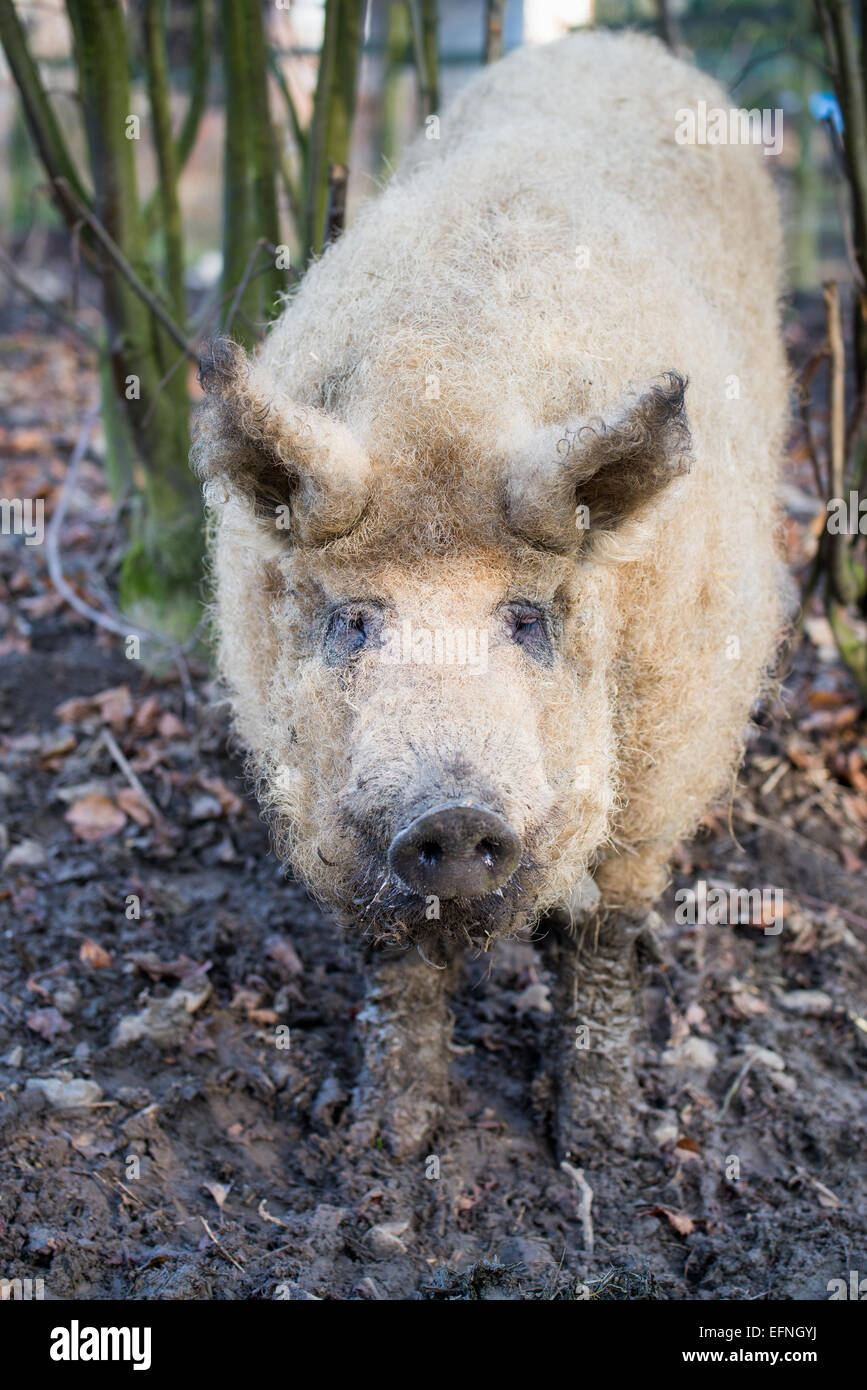 Mangalitsa pig, domestic pig, Hungary Stock Photo - Alamy