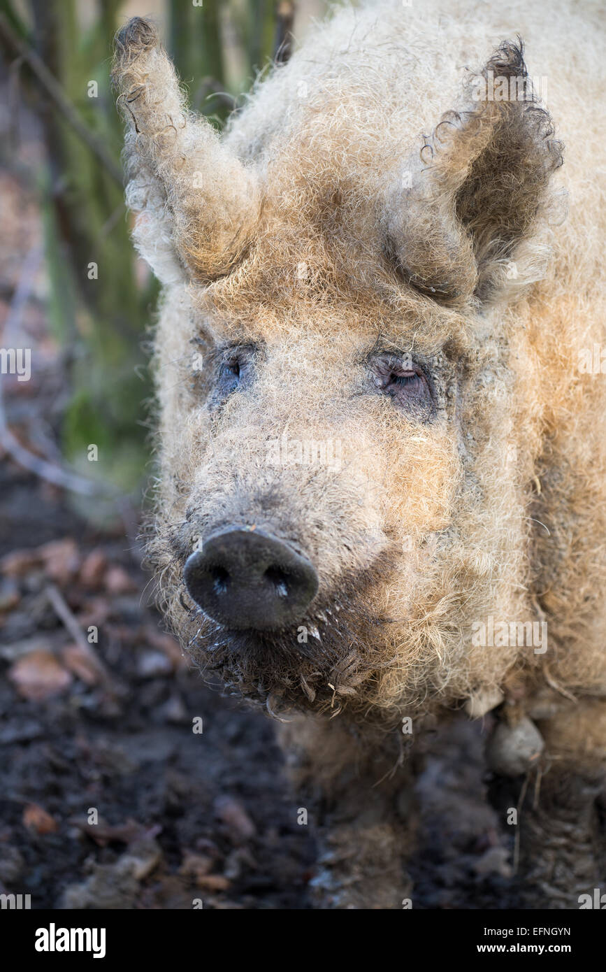 Pig swill hi-res stock photography and images - Alamy
