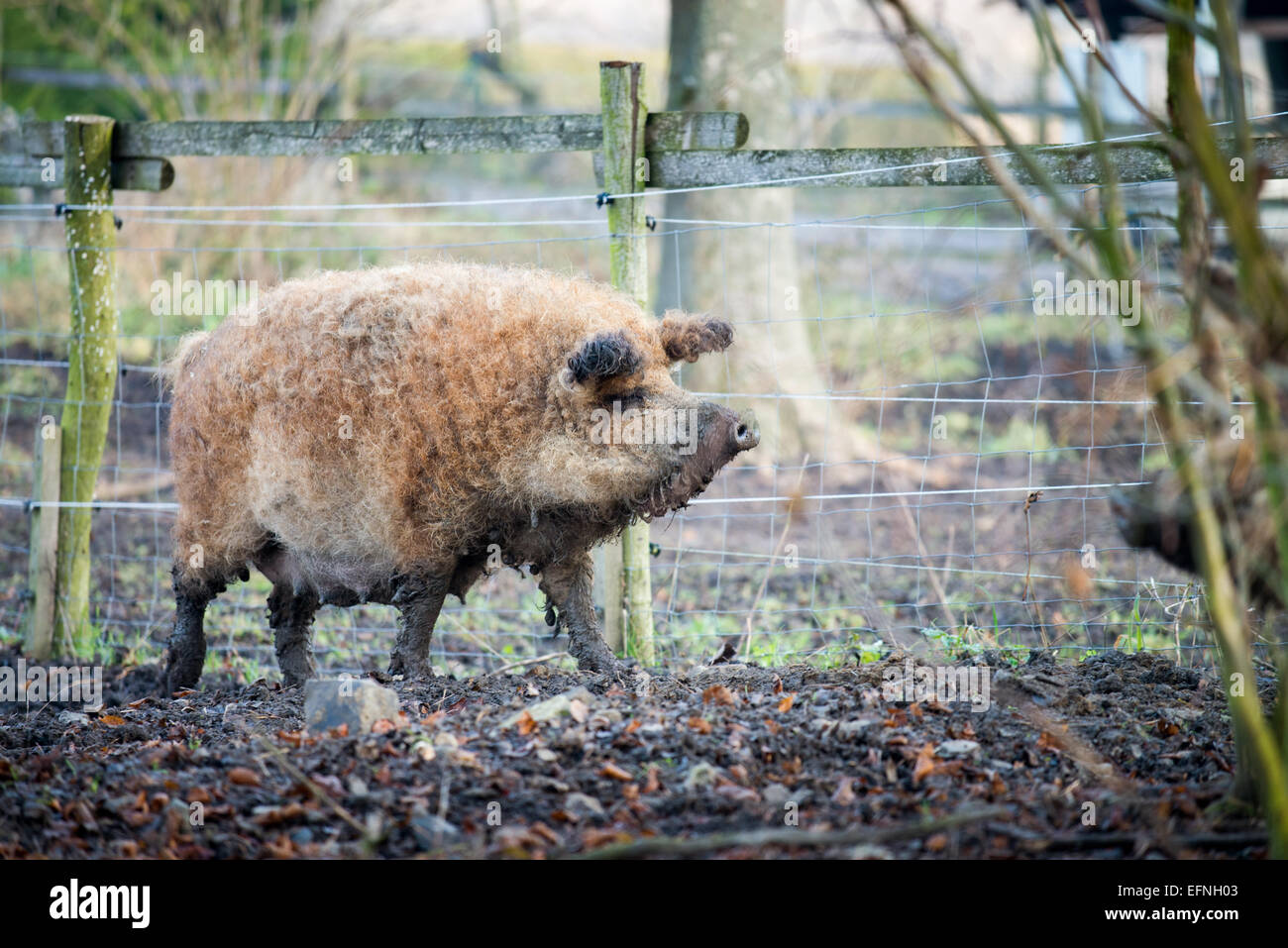 Mangalitsa pork hi-res stock photography and images - Alamy