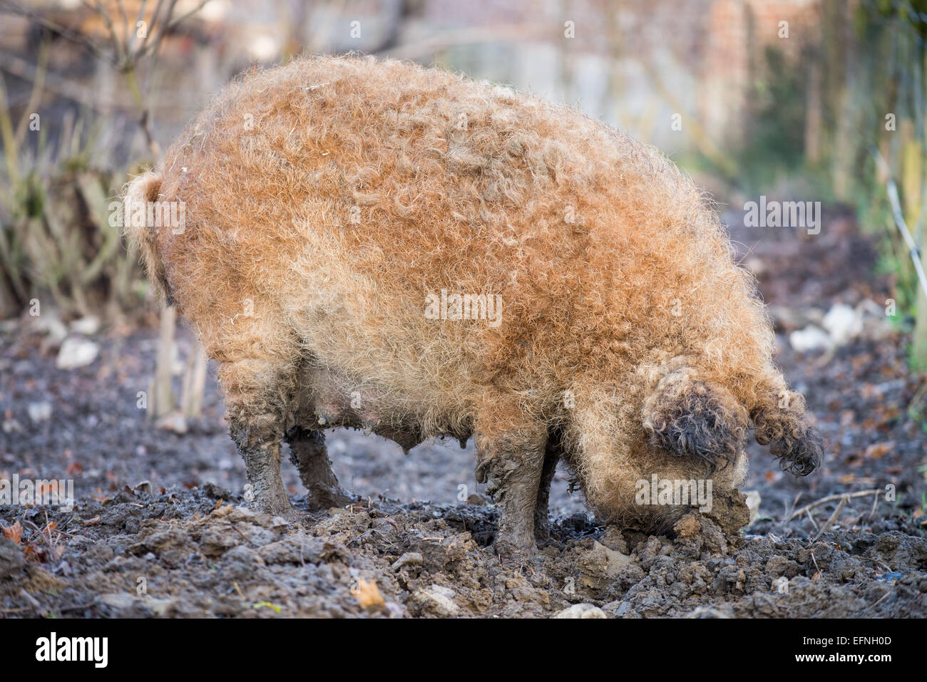 Mangalitsa hi-res stock photography and images - Alamy