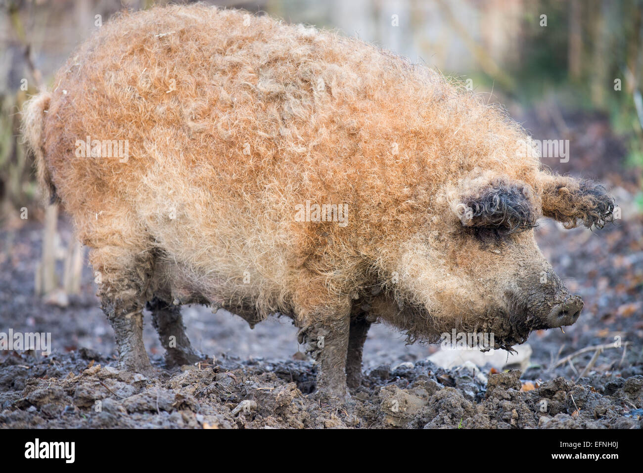 Mangalitsa pig, domestic pig, Hungary Stock Photo - Alamy