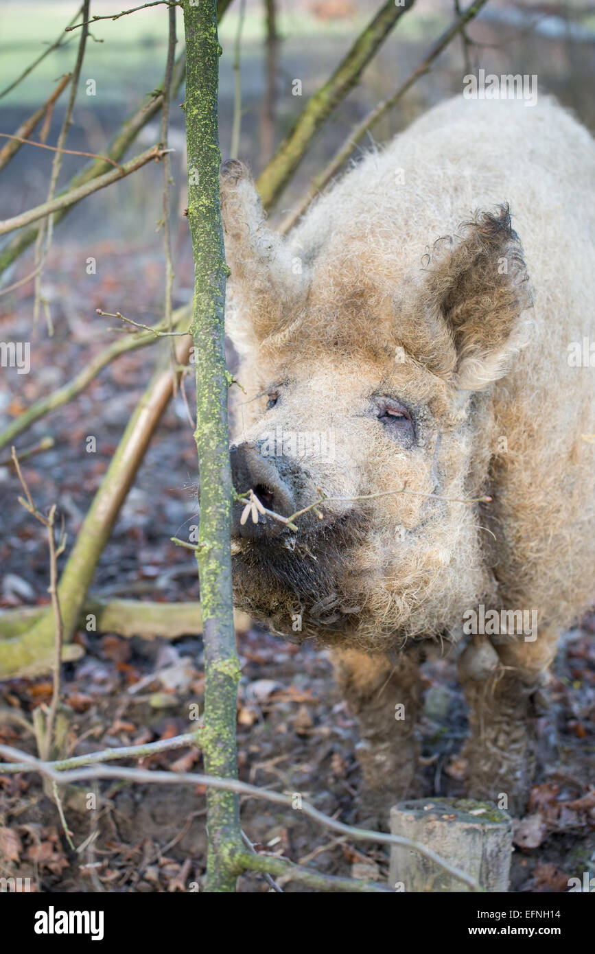 Swill pigs hi-res stock photography and images - Alamy