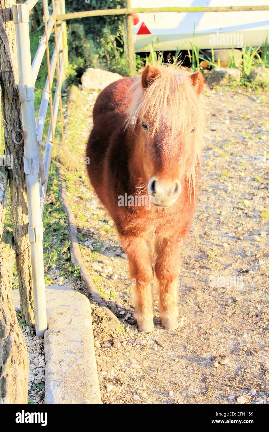 a nice pony in a fence on the farm Stock Photo - Alamy