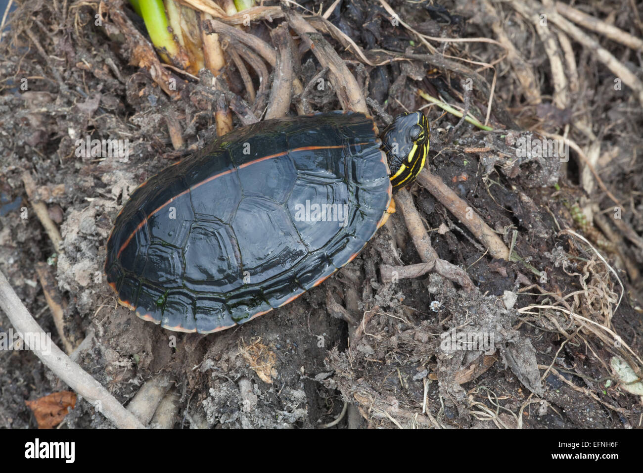 Southern Painted Turtle (Chrysemys picta dorsalis). Southern USA ...