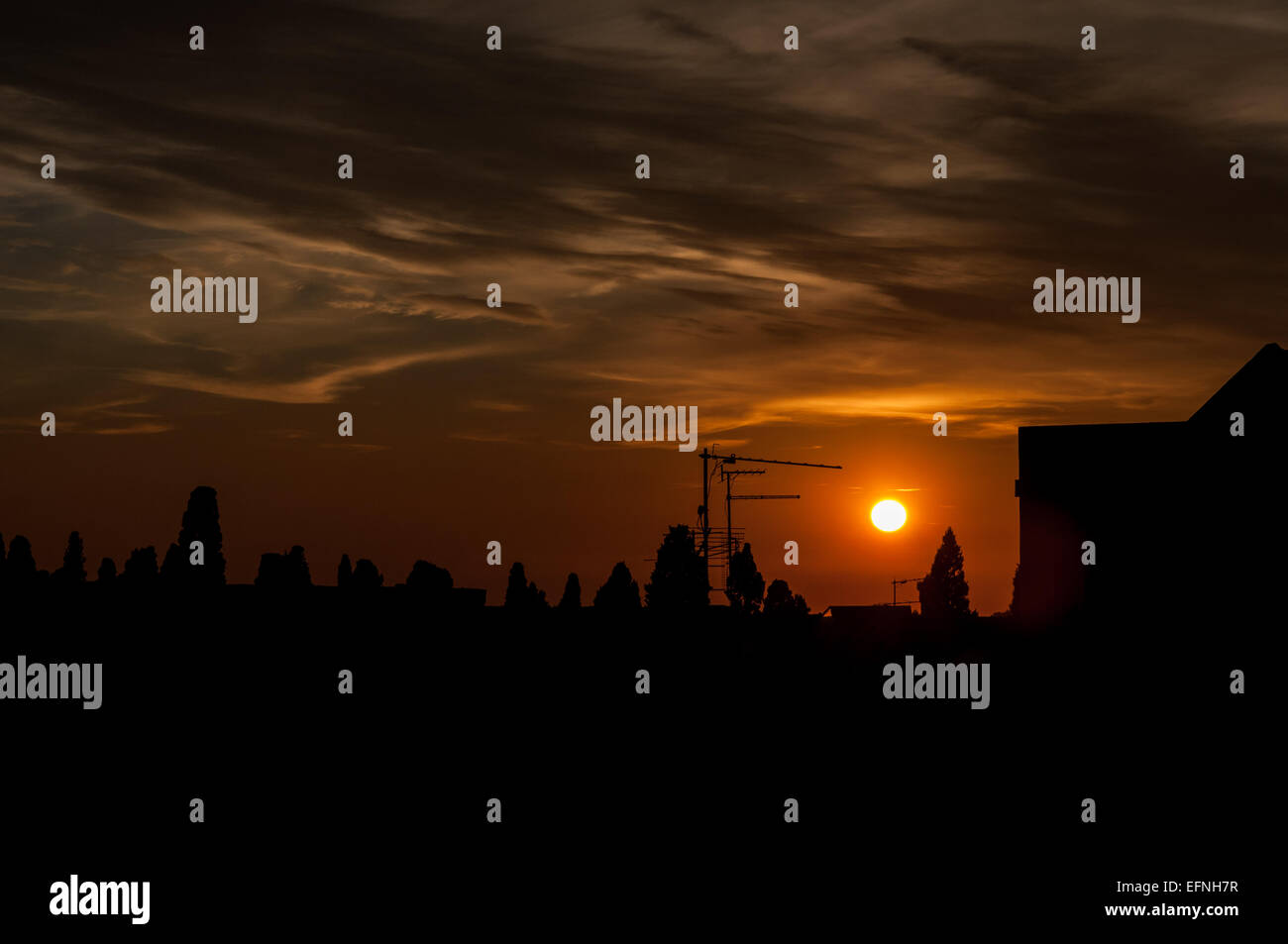 Backlight trees hi-res stock photography and images - Alamy