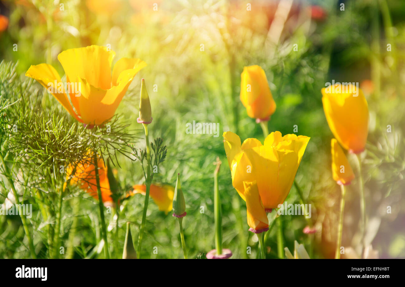 Yellow flowers in the countryside Stock Photo - Alamy