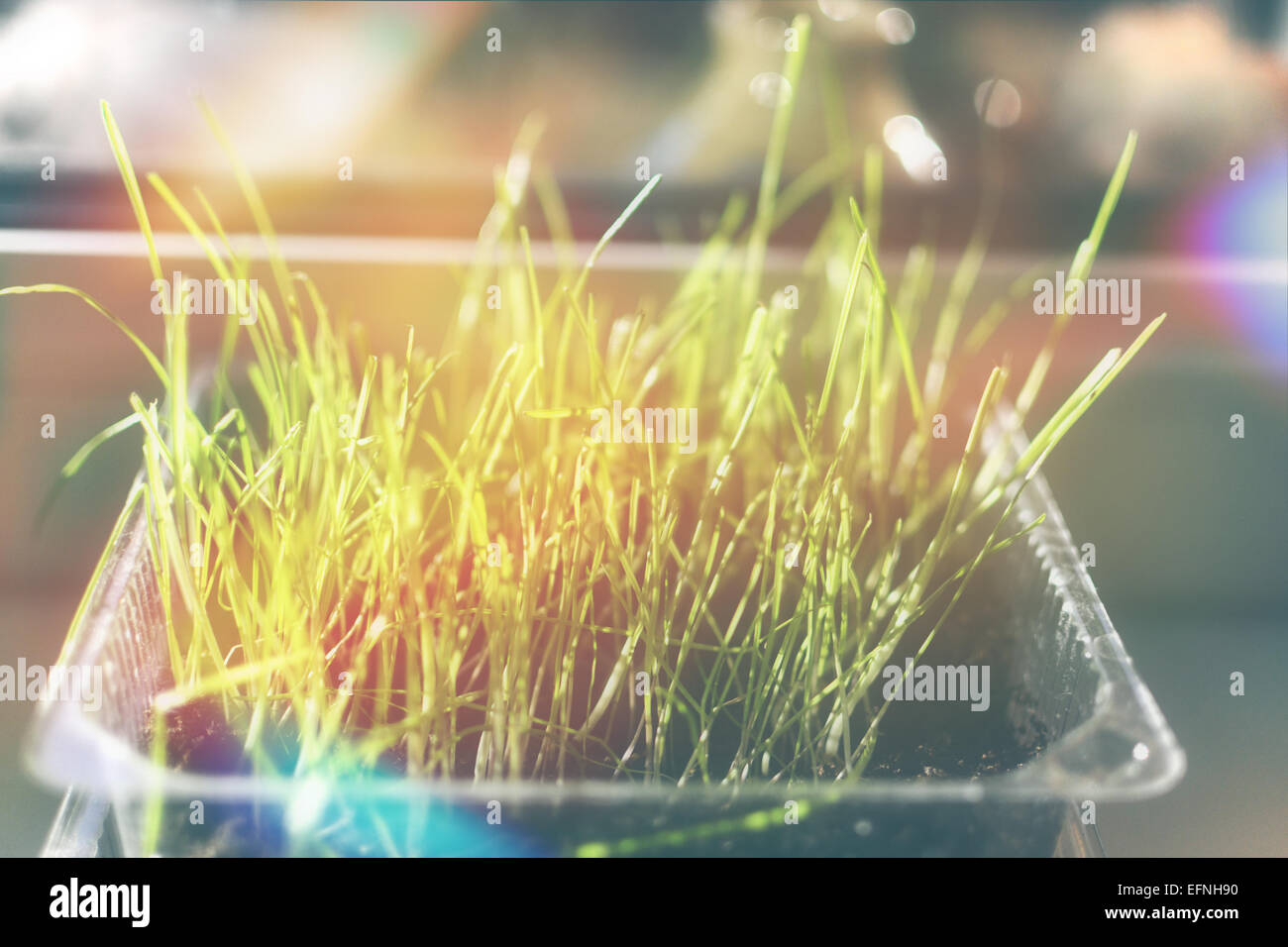 Sprouted grass in the box on the window Stock Photo - Alamy