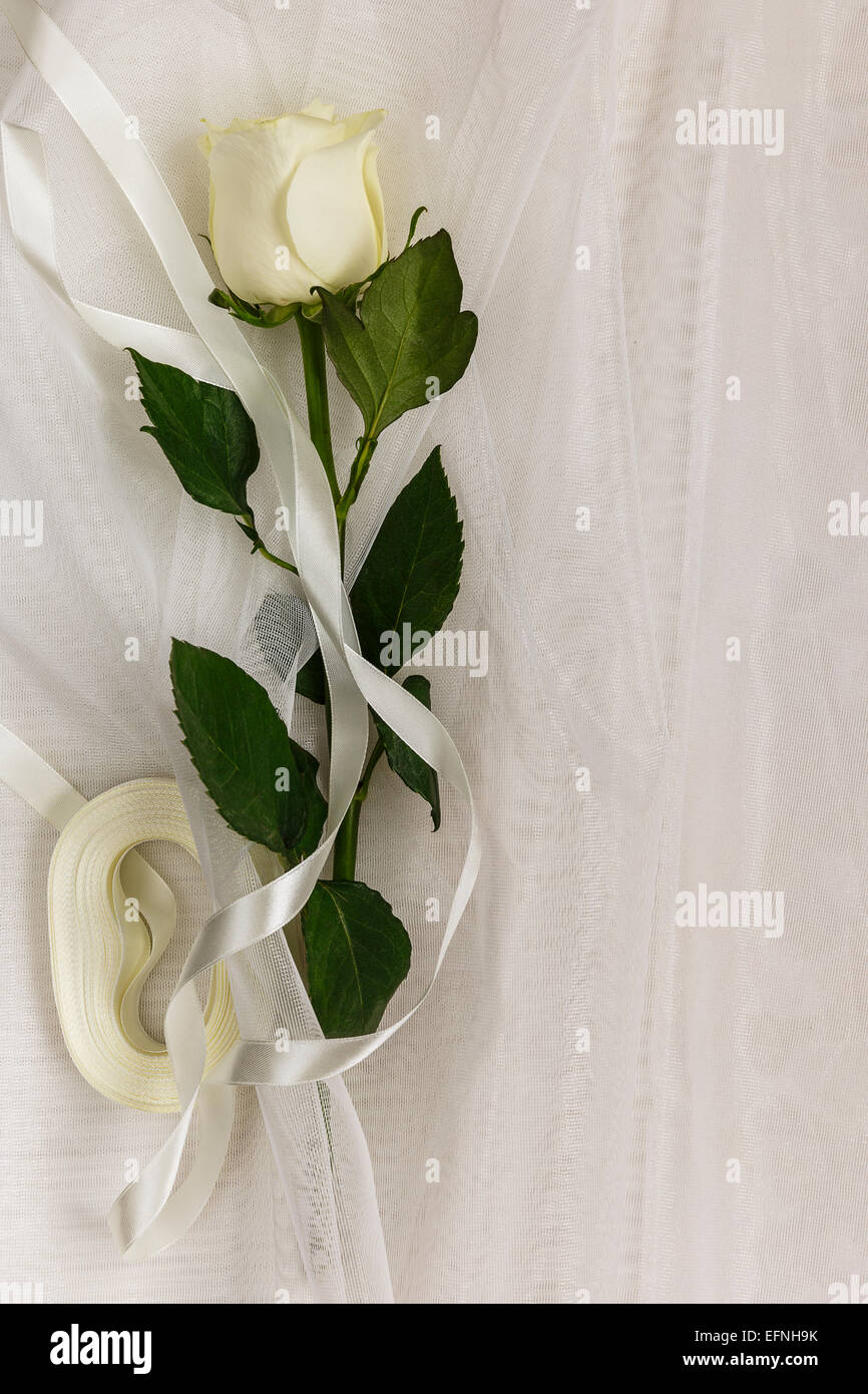 Rose ribbon hi-res stock photography and images - Alamy