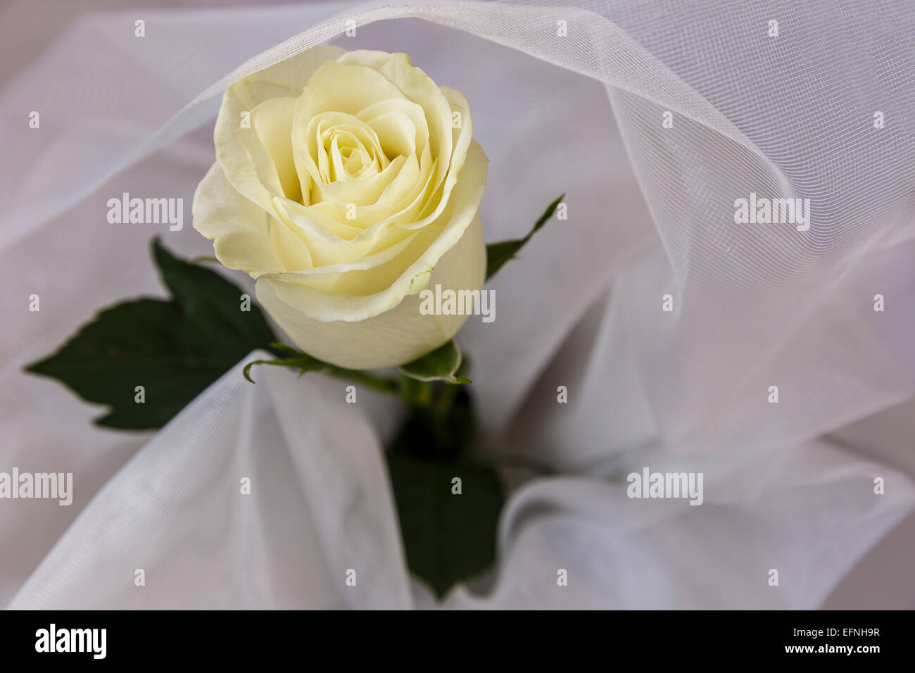 Rose beige hi-res stock photography and images - Alamy