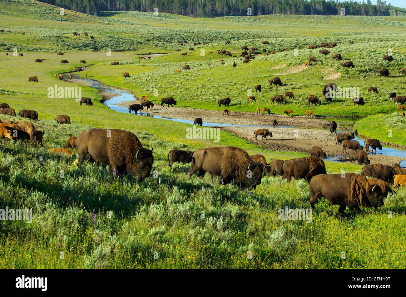 A Herd Of Bison In The Hayden Valley In Yellowstone National Park