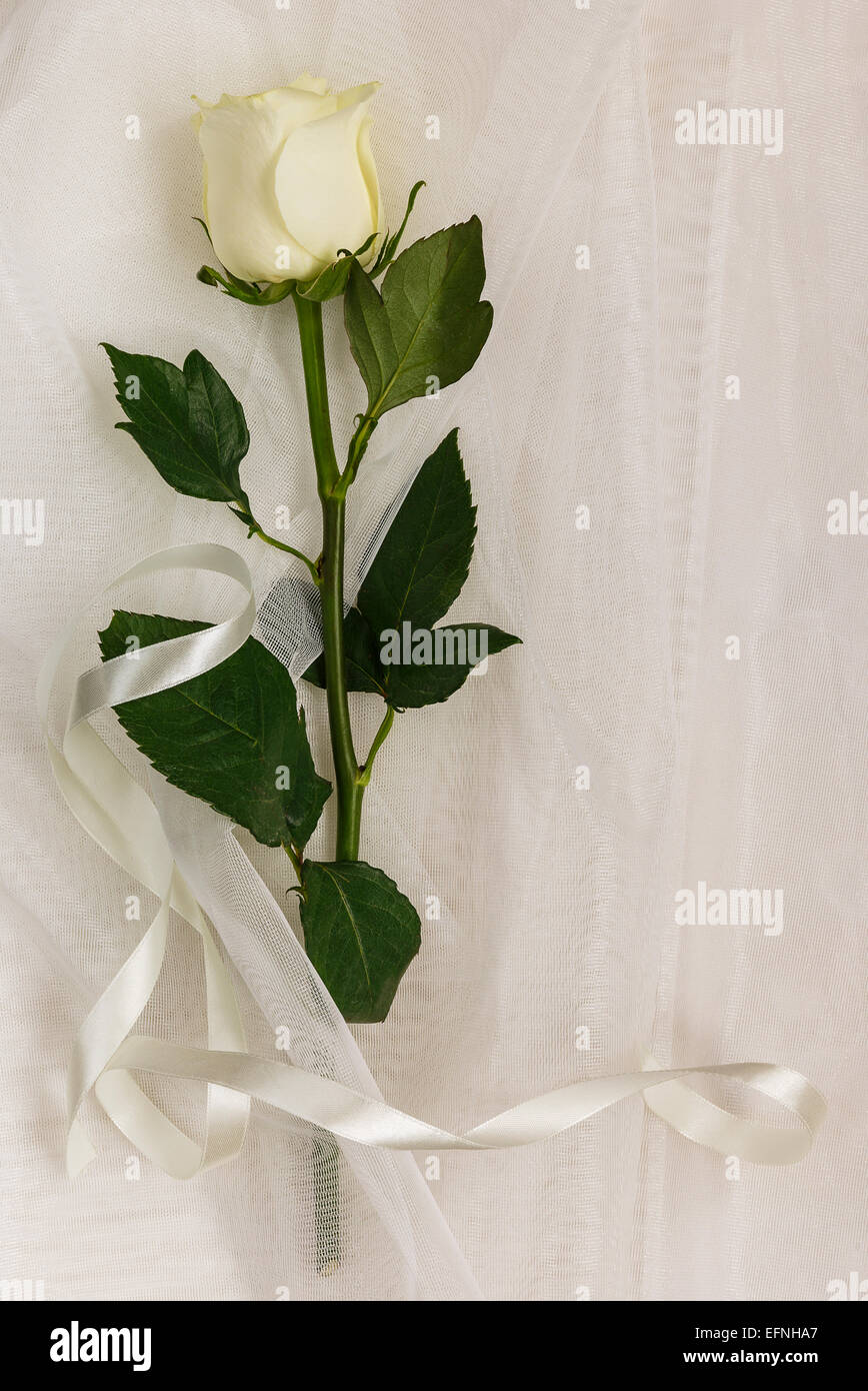 Rose ribbon hi-res stock photography and images - Alamy