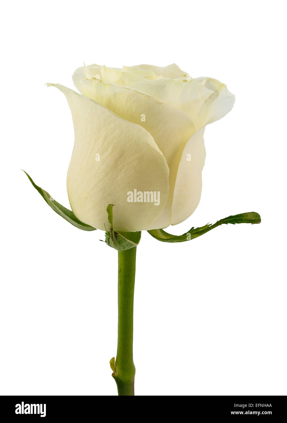 Beige rose on a white background Stock Photo - Alamy