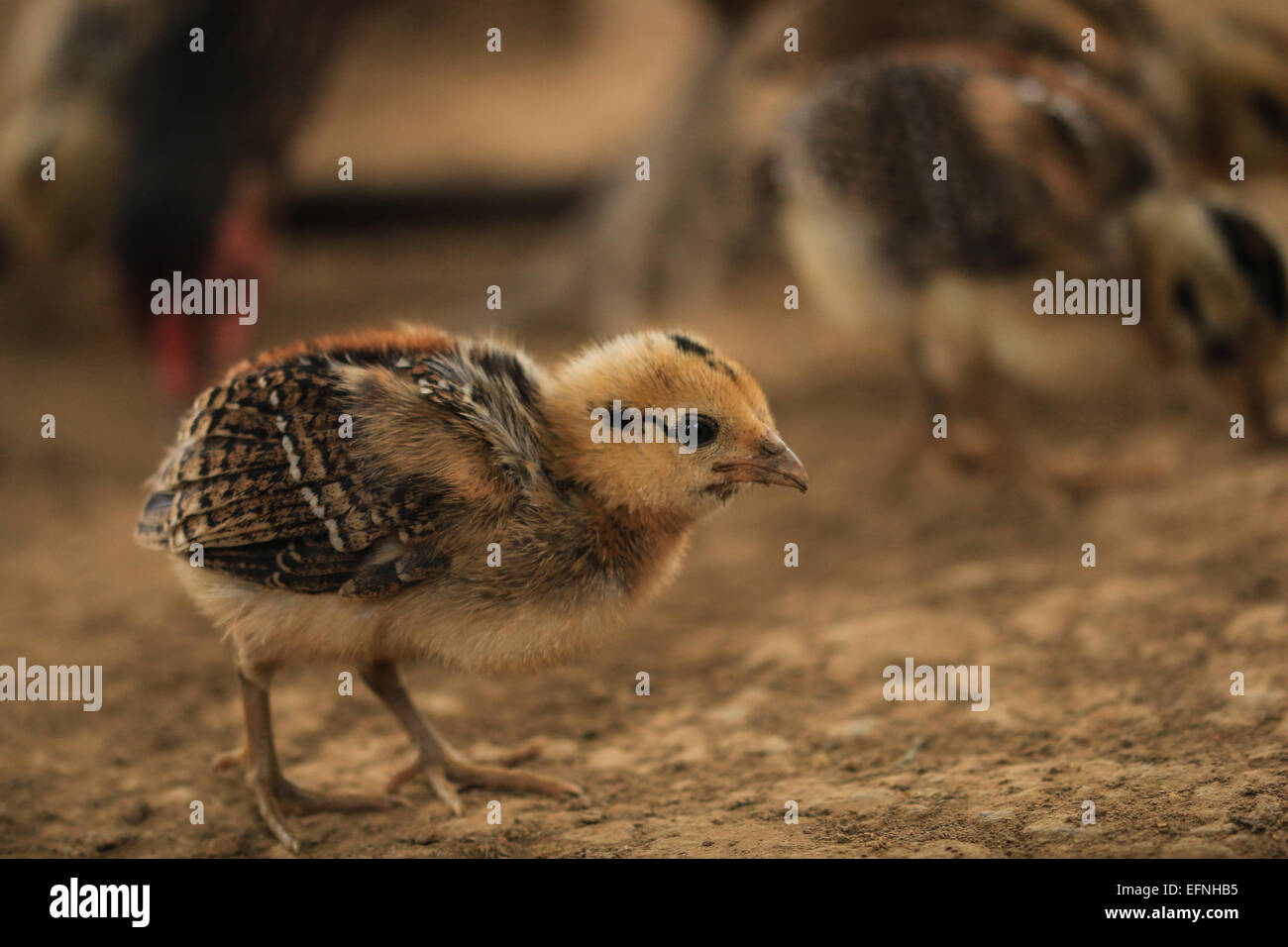 Chick feathers hi-res stock photography and images - Alamy