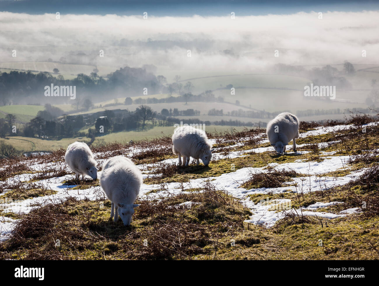 Shropshire sheep hi-res stock photography and images - Alamy