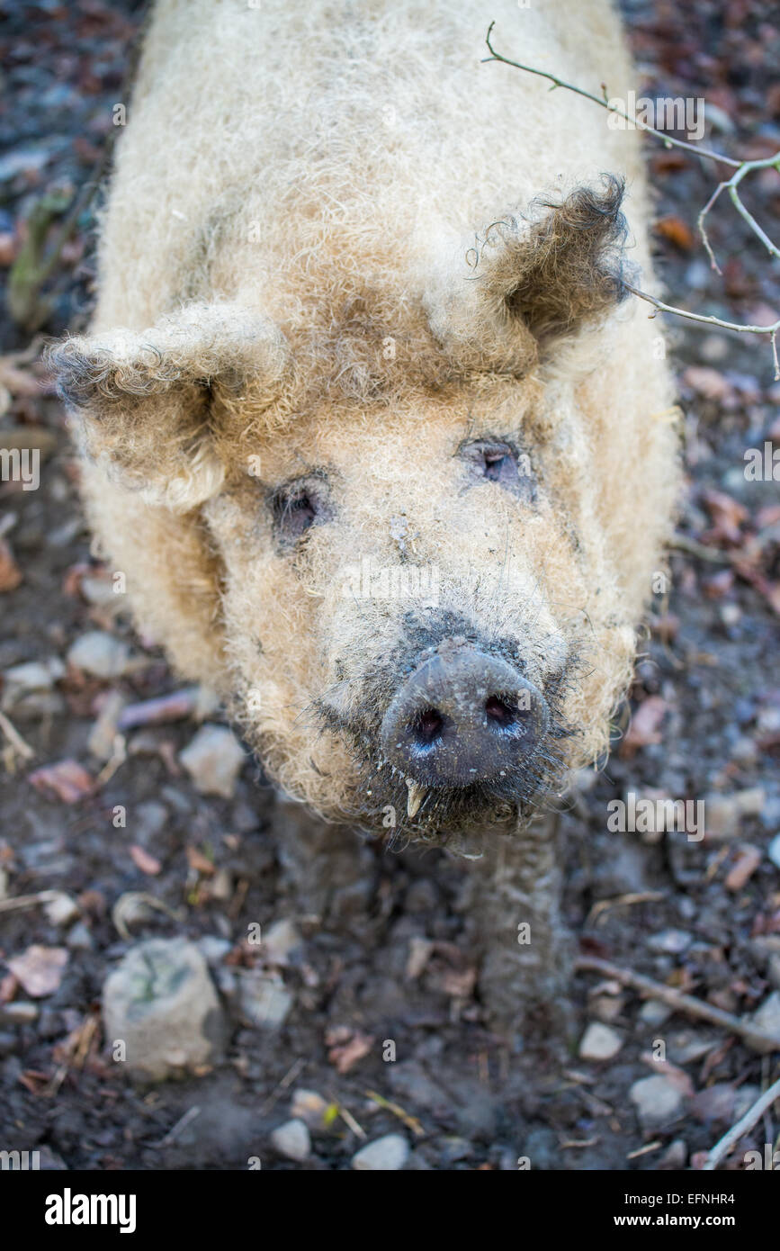 Swill pigs hi-res stock photography and images - Alamy