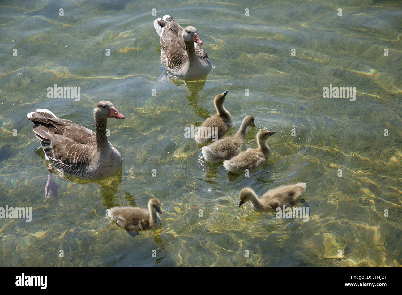 Entenvoegel gaensevoegel hi-res stock photography and images - Alamy