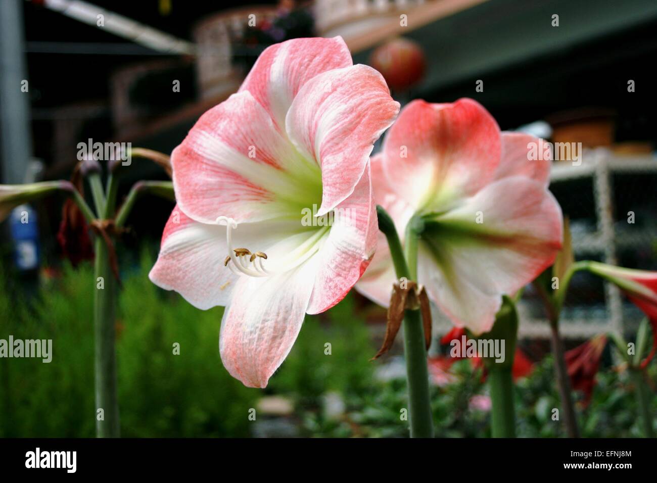 Amaryllis apple blossom hi-res stock photography and images - Alamy