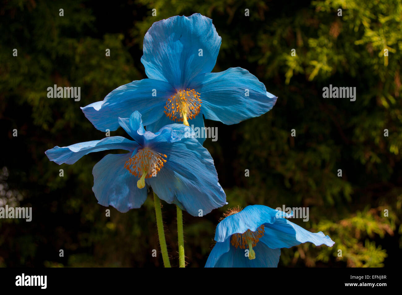 Tall poppy hi-res stock photography and images - Alamy