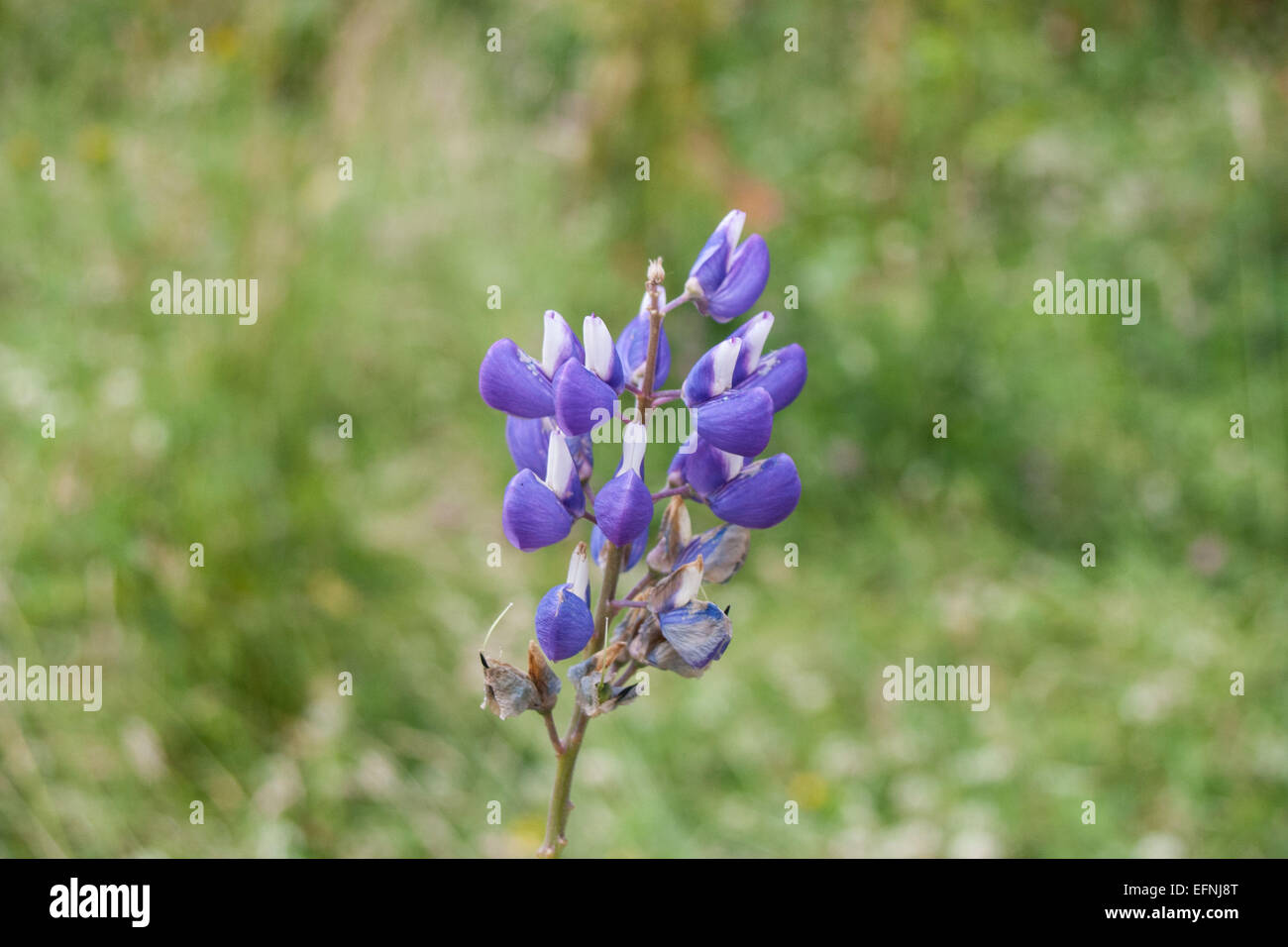 Bluebonnet lupine hi-res stock photography and images - Alamy