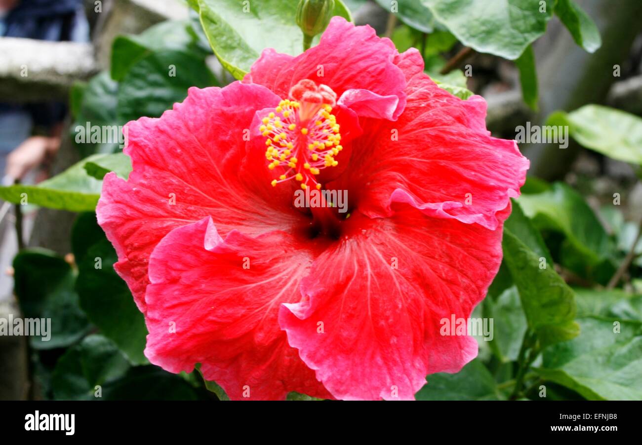 Red Hibiscus Flower Stock Photo - Alamy
