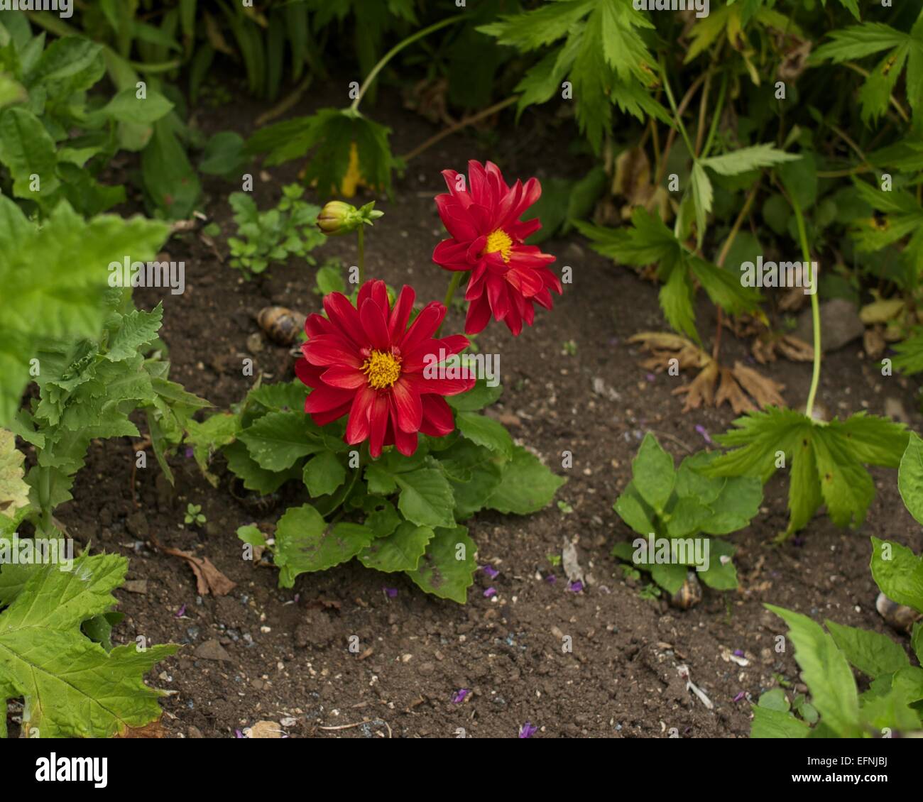 Red daisy flower hi-res stock photography and images - Alamy