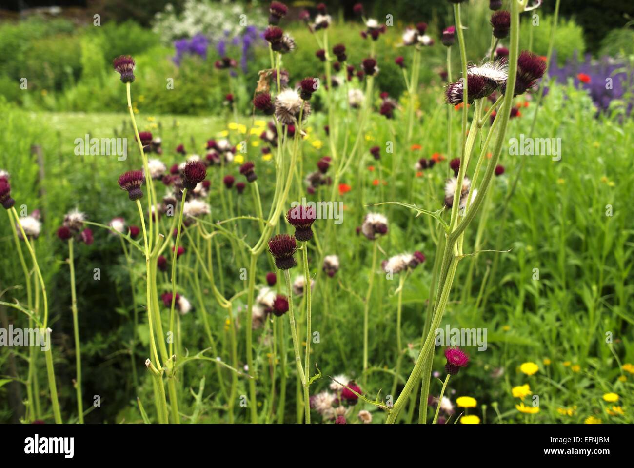 Dark red Thistle flowers Stock Photo - Alamy