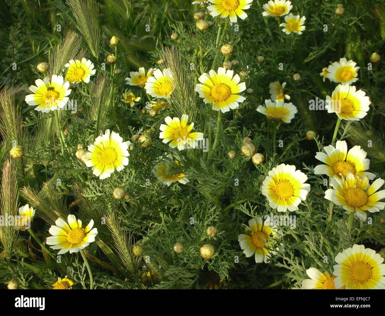 Meadowfoam or Limnanthes Douglasii Flowers Stock Photo - Alamy