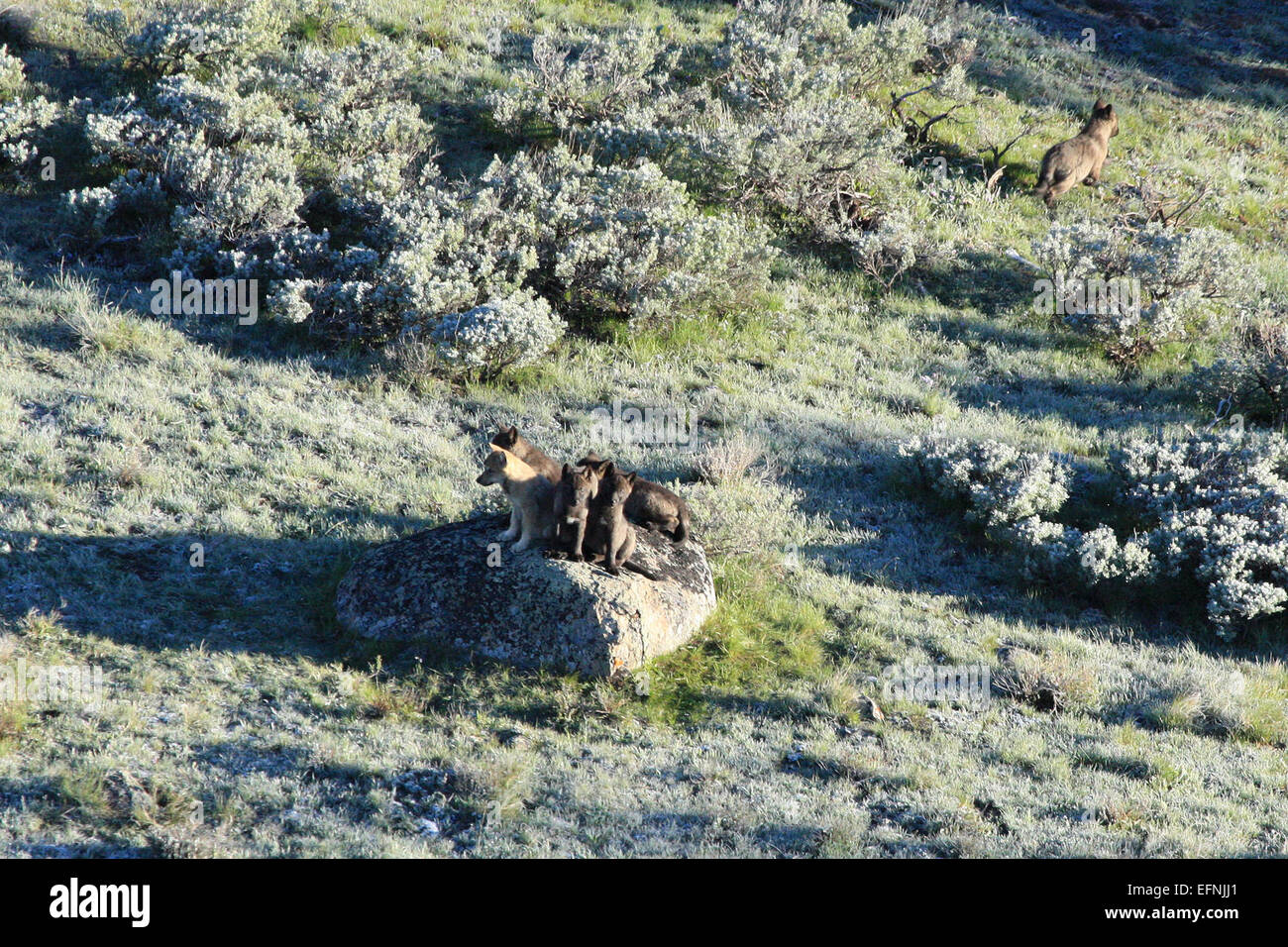 Yellowstone National Park Wolf Pups High Resolution Stock Photography ...
