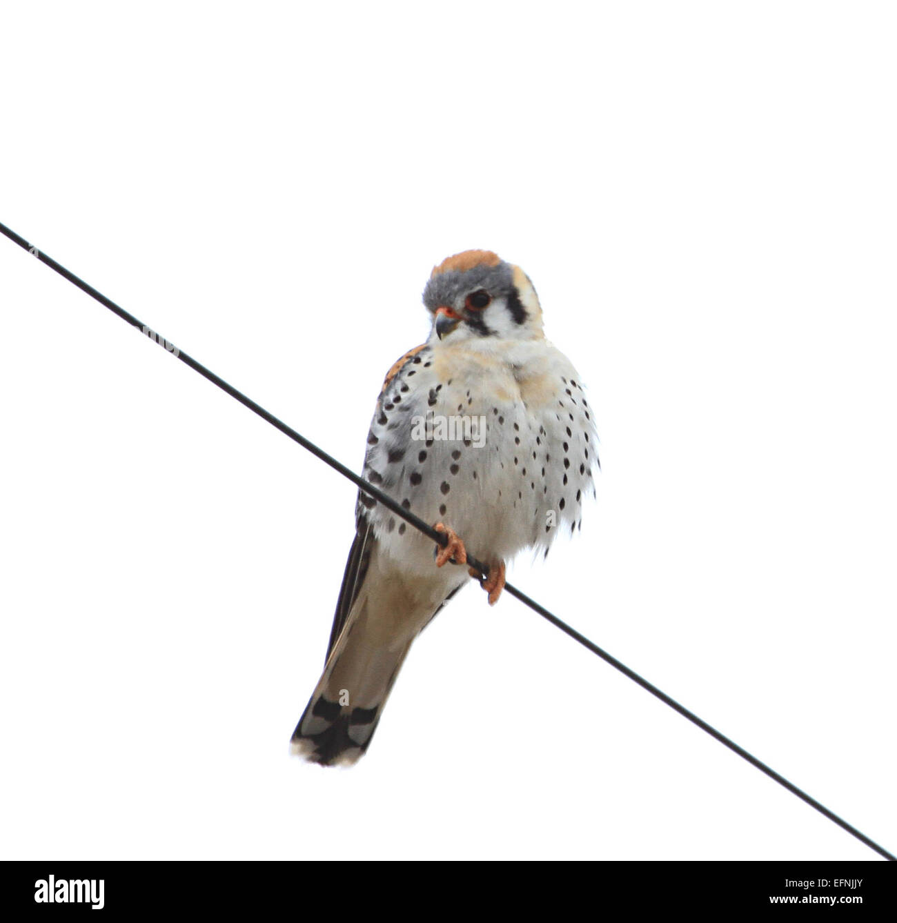 American kestrel spotted in Gardiner Basin, Yellowstone National Park ...