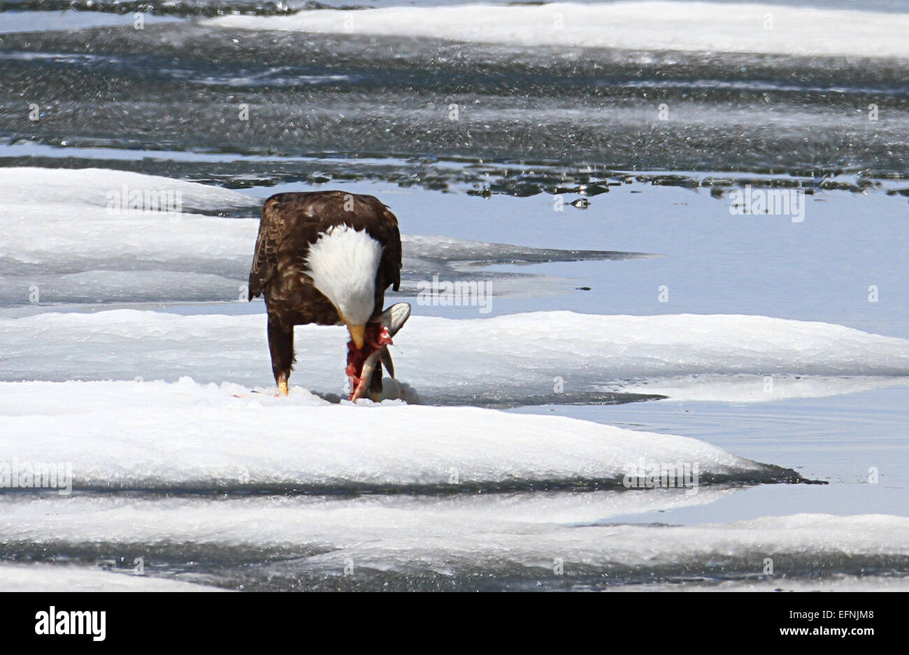 A bald eagle feeds on a lake trout caught in Lewis Lake, Yellowstone ...