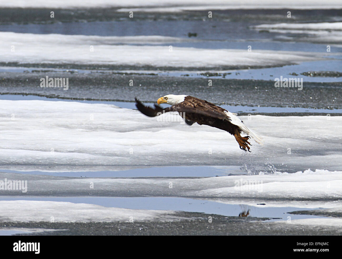 A bald eagle taking flight from Lewis Lake in Yellowstone National Park ...