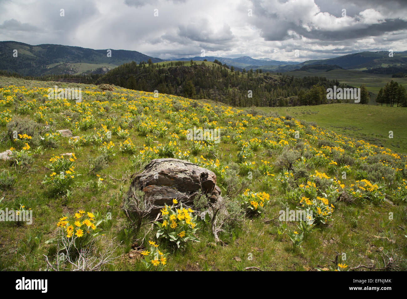 Yellow flowers field in yellowstone hi-res stock photography and images ...