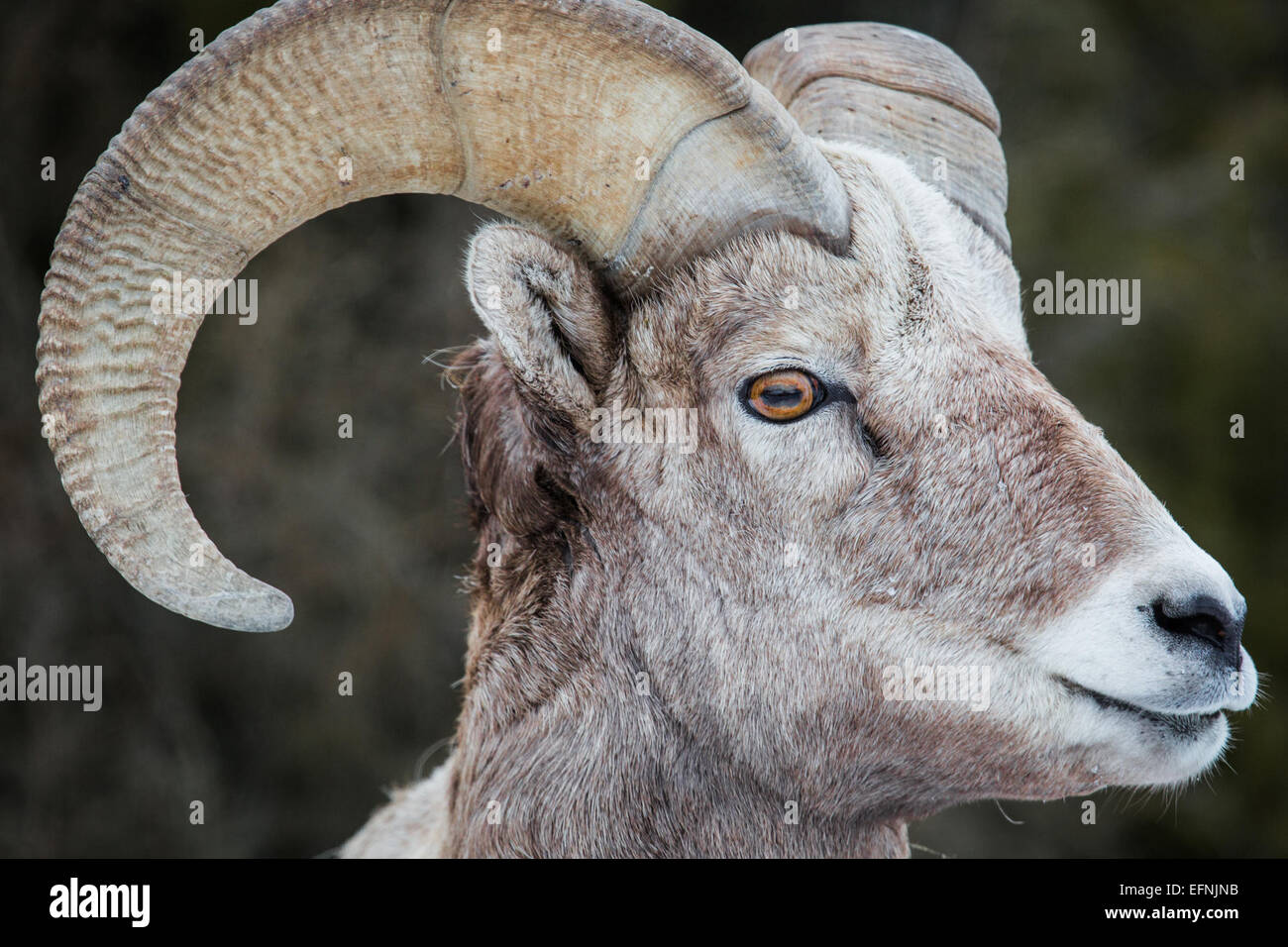 A Bighorn sheep ram in Lamar Valley, Yellowstone National Park, Wyoming ...