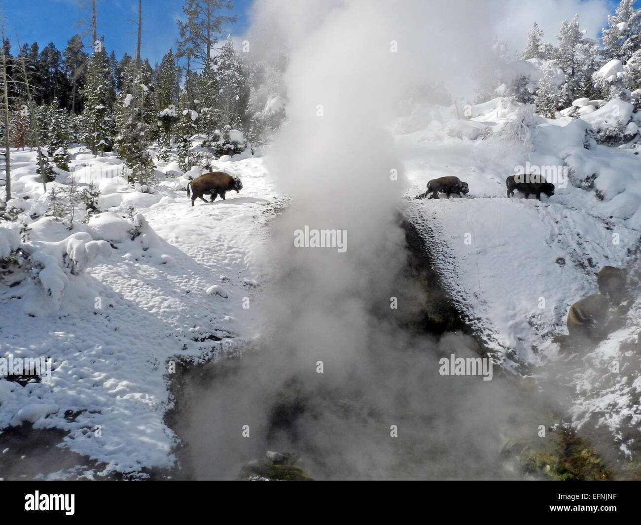 Bison near Dragon's Mouth Spring in Yellowstone National Park ...