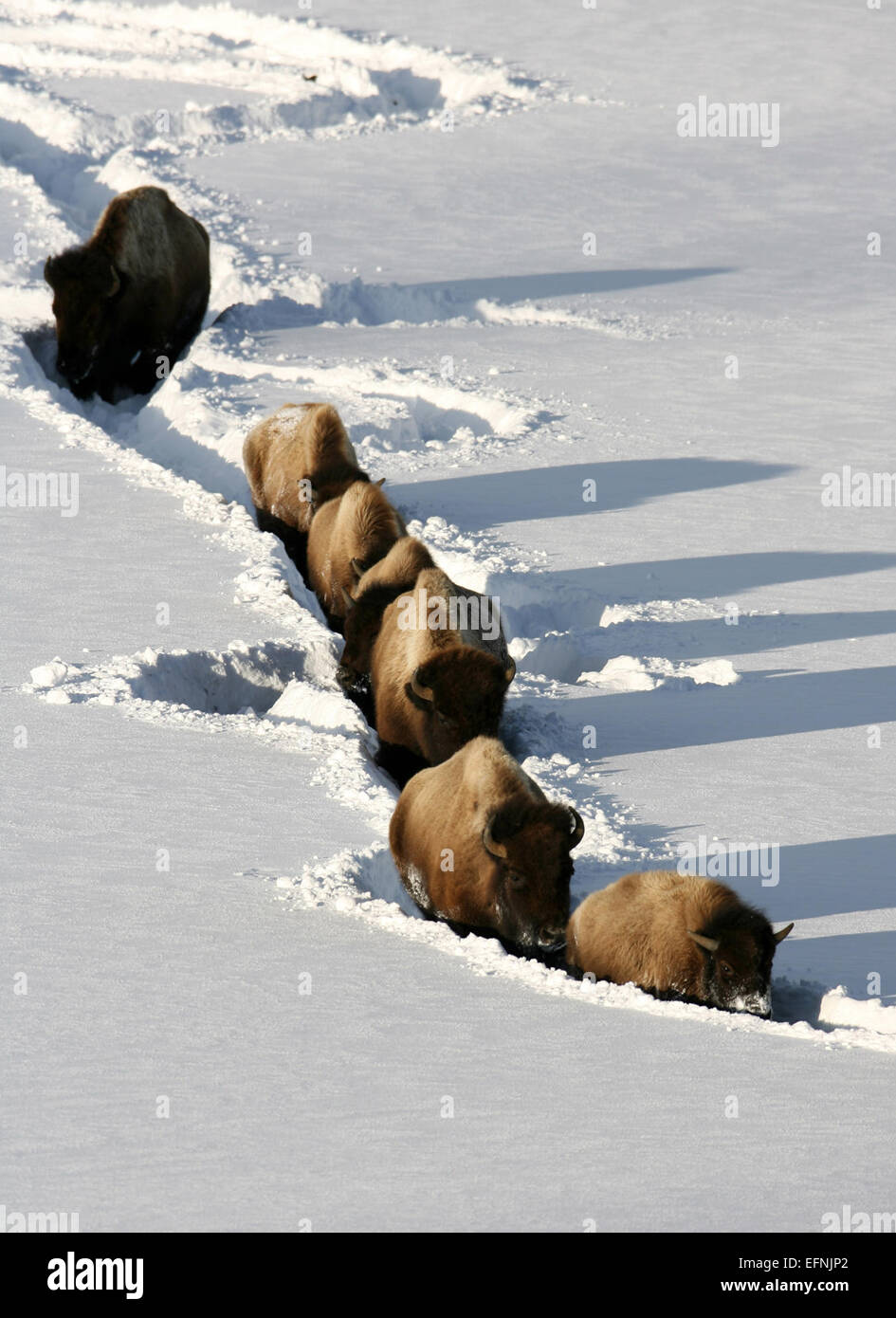 Bison in deep snow Bison walking through deep snow near Tower Jct.; Jim ...