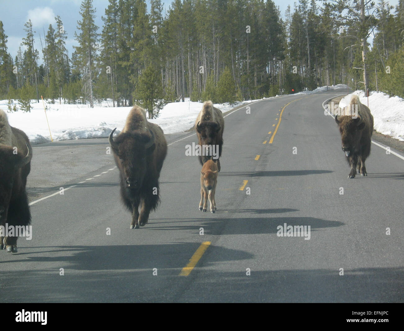 A bison blocking the road on Swan Lake Flat during spring plowing in ...