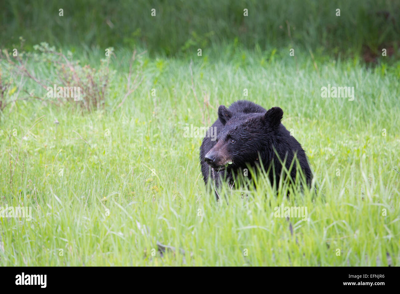 A black bear is observed in the Blacktail Deer Plateau area of ...
