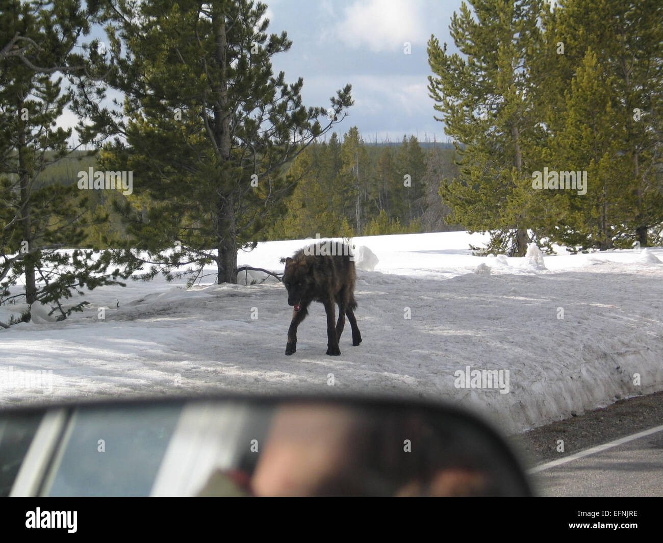 Black wolf yellowstone hi-res stock photography and images - Alamy