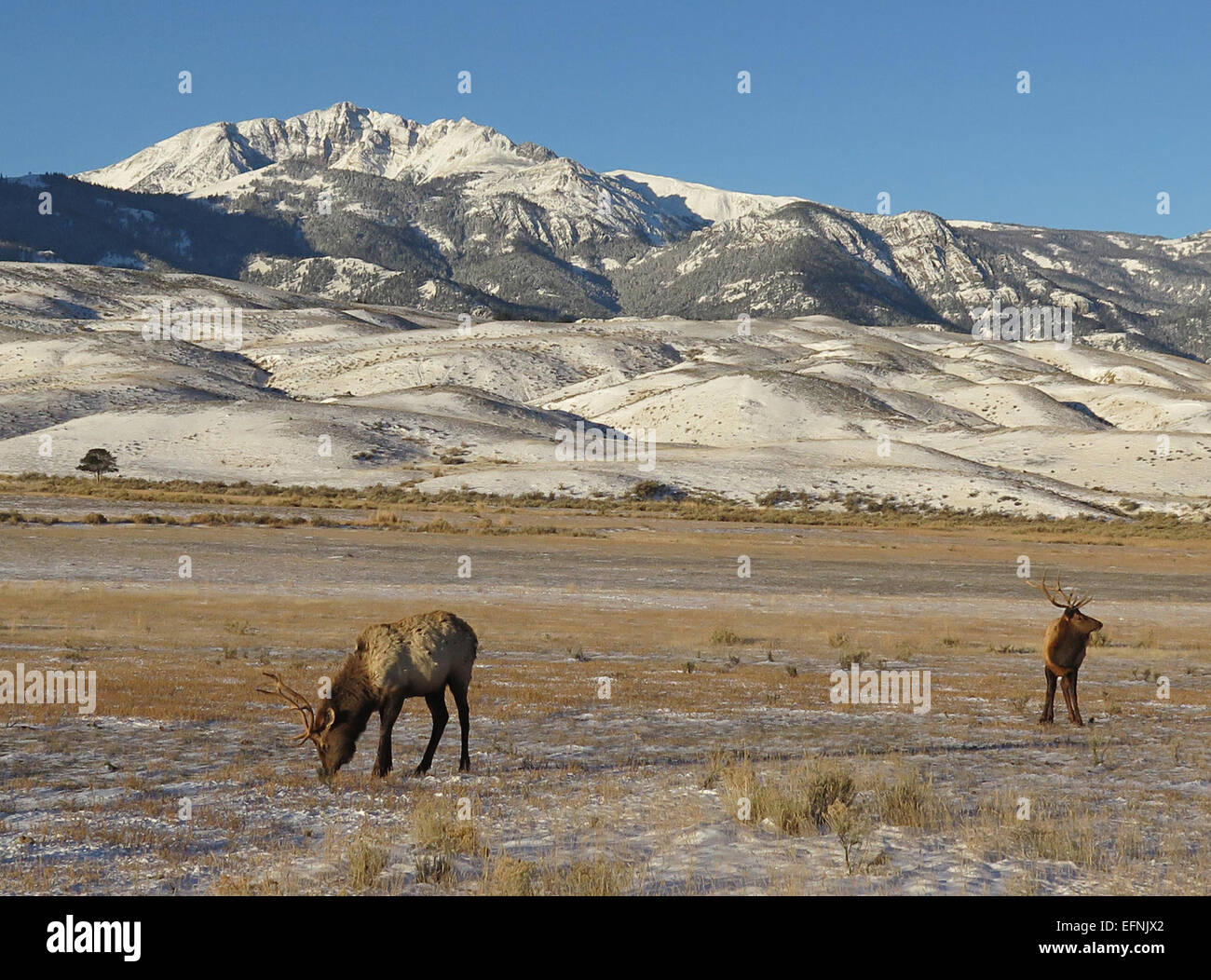 A bull elk near the North Entrance of Yellowstone National Park with ...