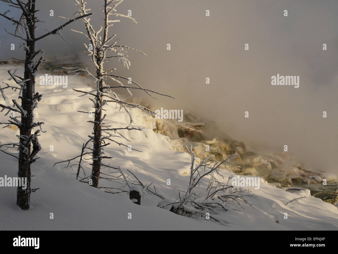 Canary Spring at Mammoth Hot Springs in Yellowstone National Park ...