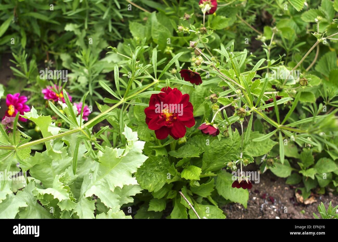 Dark red flower hi-res stock photography and images - Alamy
