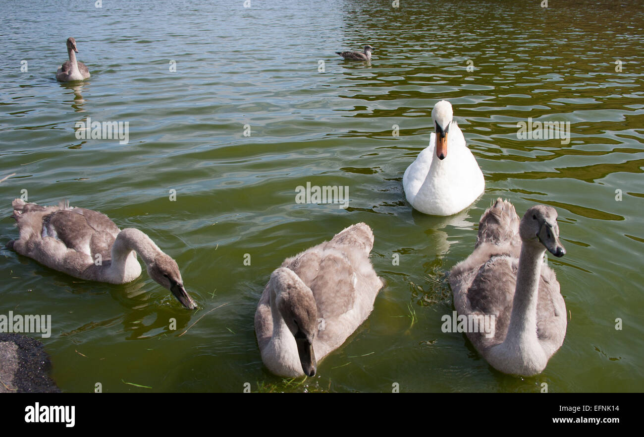 Cygnet with parent hi-res stock photography and images - Alamy