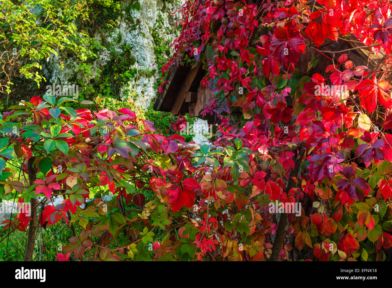 Autumn vines, Korana Village, Plitvice Lakes National Park, Croatia ...