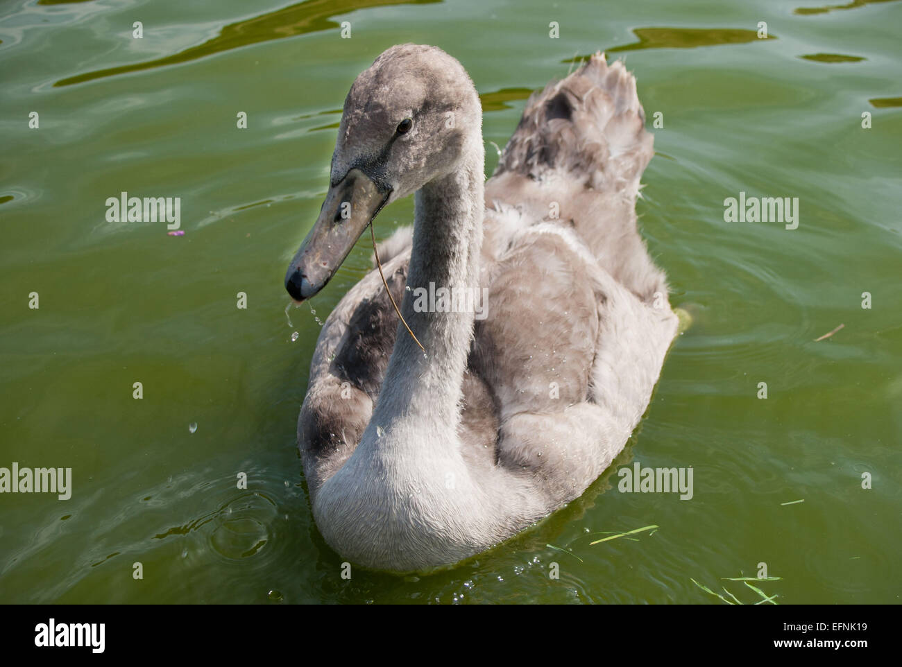 Cygnet animal hi-res stock photography and images - Alamy