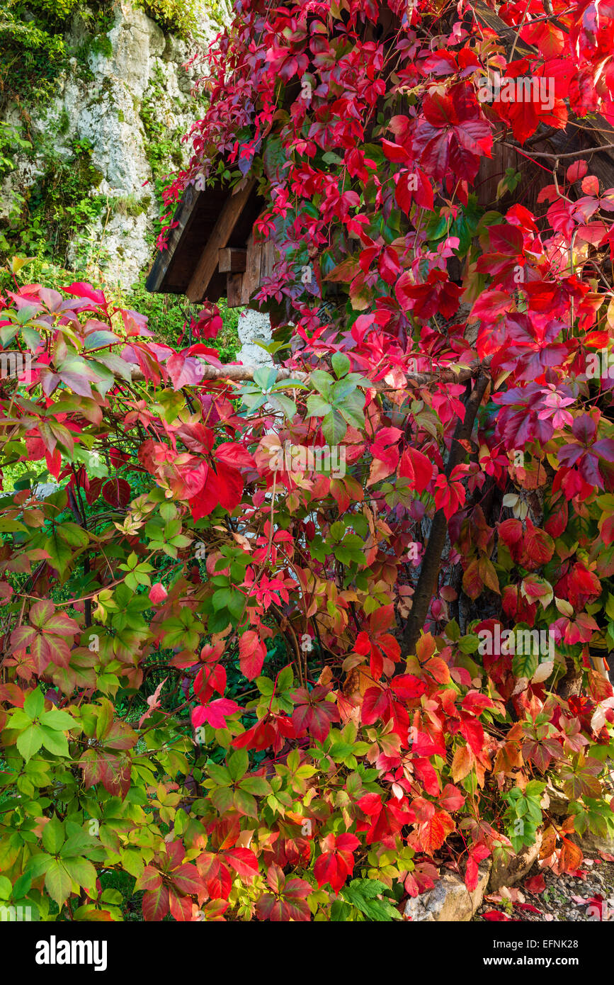 Autumn vines, Korana Village, Plitvice Lakes National Park, Croatia ...