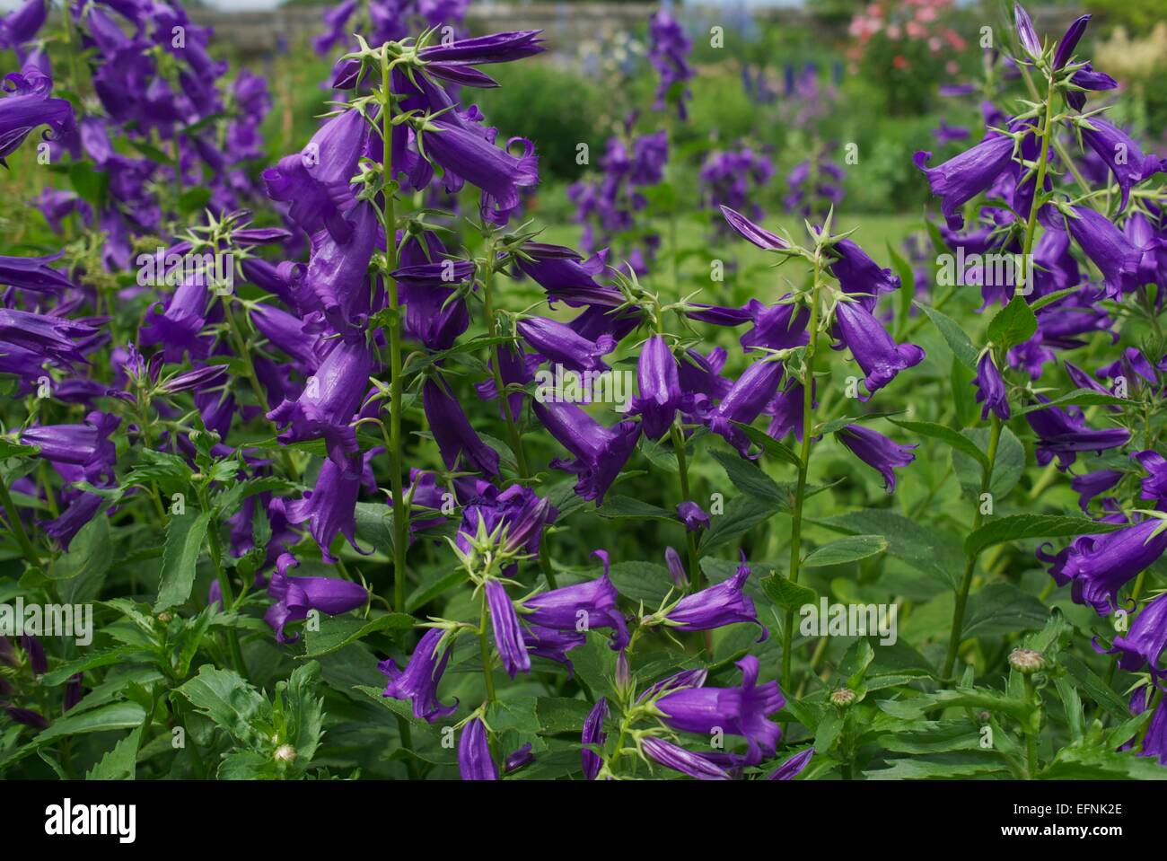 Campanula 'Viking Bellflower' Stock Photo - Alamy