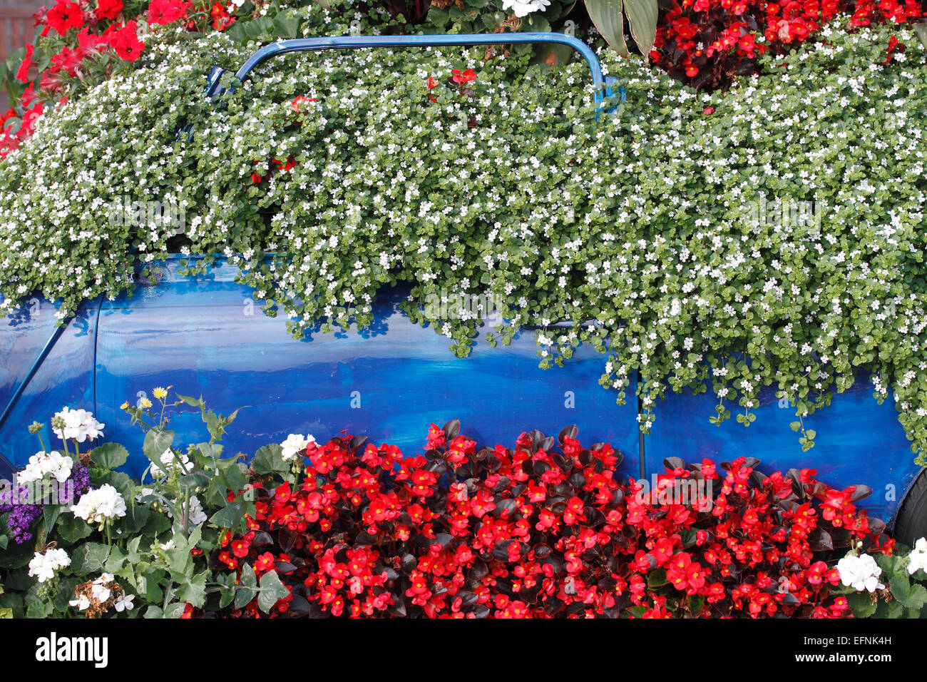 Brookfields Garden centre - flower power mini Stock Photo - Alamy